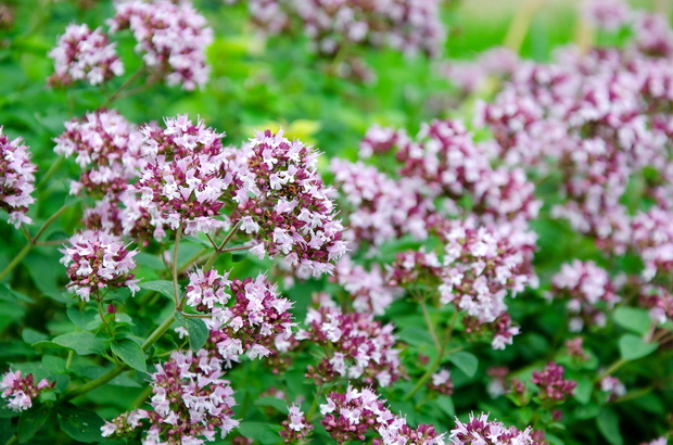 Риган - за какво помага? Тази билка е истинско съкровище!